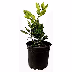 9GreenBox - Bay Laurel Plant One Gallon Live Plant Ornament Decor for Home, Kitchen, Office, Table, Desk - Attracts Zen, Luck, Good Fortune - Non-GMO, Grown in The USA