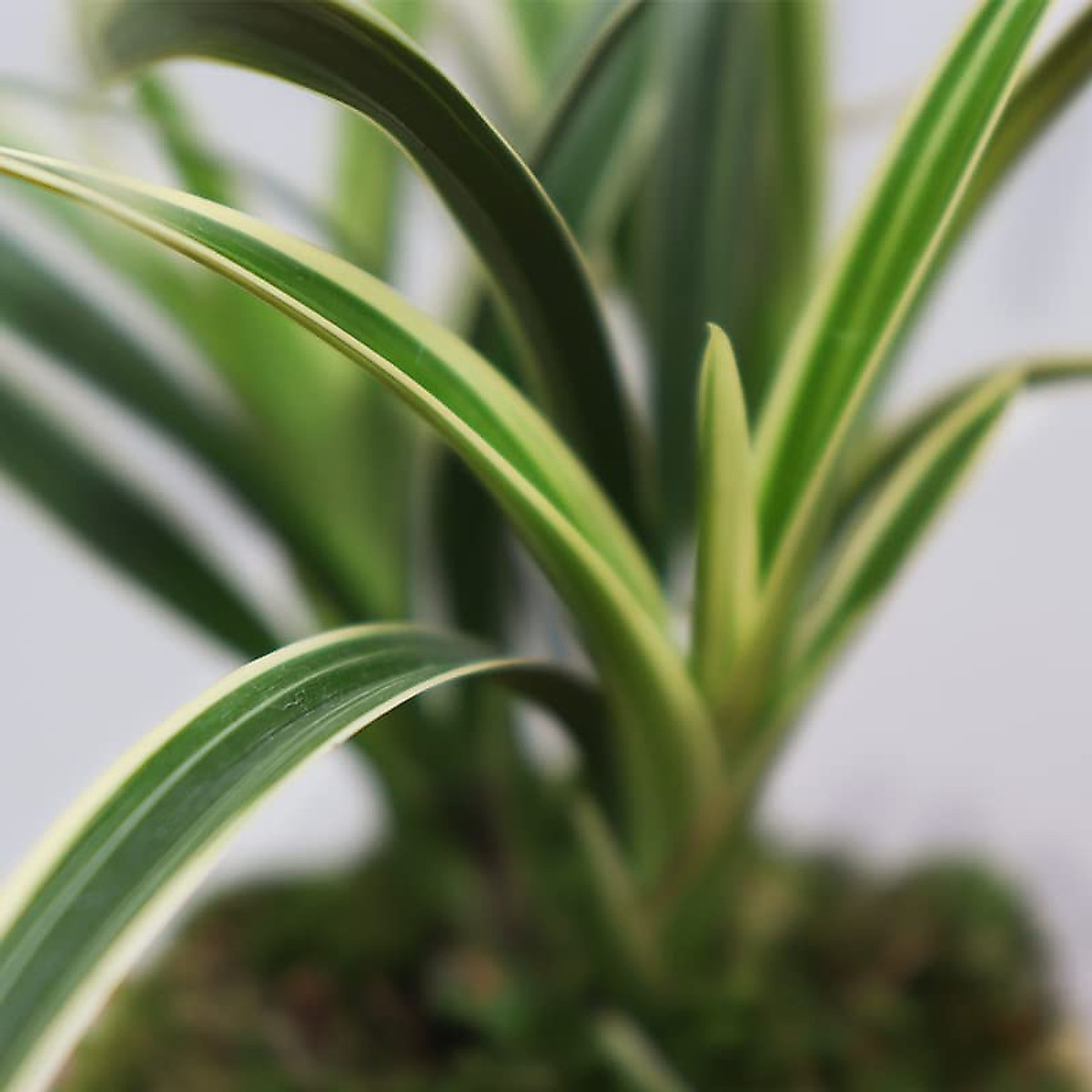 Indoor Plants, Orchids Plants Live—Exotic Easy Species, Gardening Gifts for Women, Easy to Grow&Bloom, NOT in-Bud/Bloom When Shipped (Purple Moon)