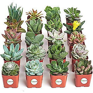 Shop Succulents | Unique Collection of Live Succulent Plants, Hand Selected Variety Pack of Mini Succulents | Collection of 20