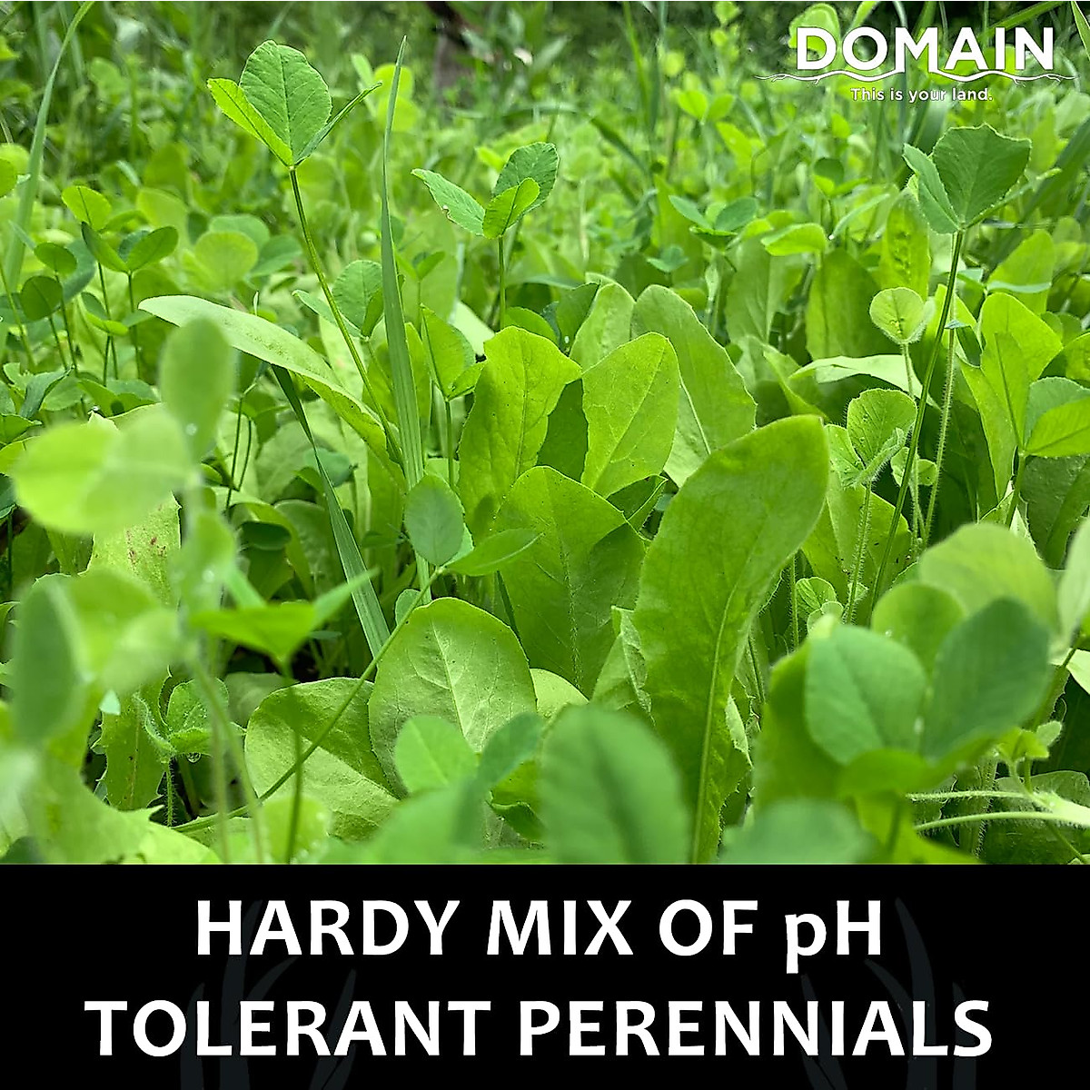 Domain Outdoor Hot Chic Food Plot Seeds for Deer, Chicory - 2 Varieties of Clover, Great to Plant in Spring or Fall, Hardy Mixture of PH Tolerant Perennials, Can Last Several Years, 1/2 Acre