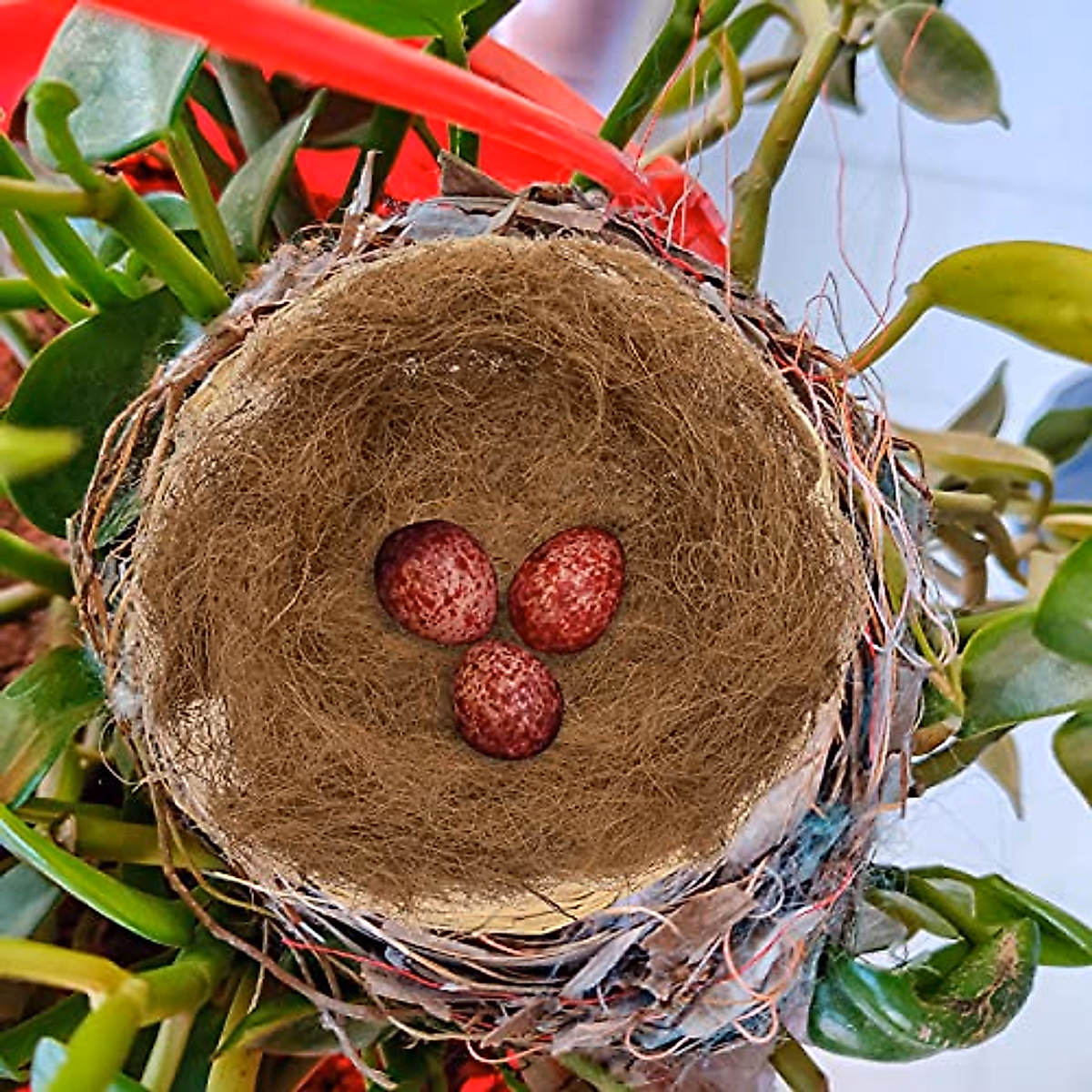LASZOLA 2Pcs Handmade Woven Bird Breeding Nest Bed with 3.5 oz. Coconut Fiber, Flat Base Straw Bird Nest Hatch House Cage with Natural Coconut Fiber for Dove Pigeon Parrot Rabbits Hamster
