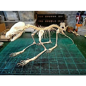 1Pcs Vulpes Vulpes Red Fox, Silver Fox, Cross Fox Skull Complete Animal Skeleton Specimen