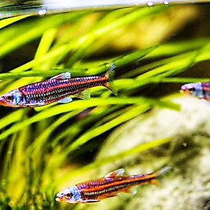 Planterest - Jungle Val Rooted Vallisneria Spiralis Bunch Live Aquarium Plant Low Light Background Stems Decorations BUY2GET1FREE