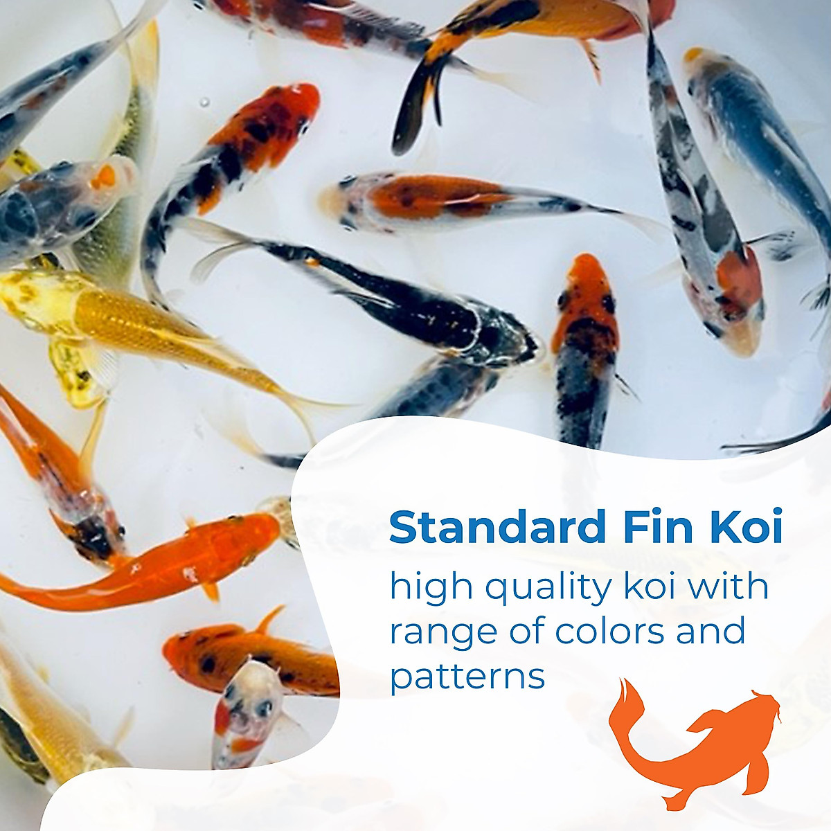 Toledo Goldfish Standard Fin Koi, Variety of Colors and Patterns - Beautiful Live Fish Perfect for Ponds, Tanks, and Aquariums - 4-5 Inches, 10 Count