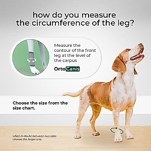 Ortocanis - Dog Leg Brace - Front Leg Brace for Dog - Arthritis, Ligament Injuries, Tendon Injuries or Agility Dogs - Promotes recovery, Stabilizes, and Reduces Pain - Made of Neoprene - Size L 17 - 19 cm