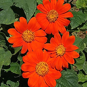 QAUZUY GARDEN - 50 Red Mexican Sunflower Seeds Tithonia Speciosa Red Torch, Striking Flower for Garden, Outdoor and Indoor, Attract Pollinators, Great for Cut Flower