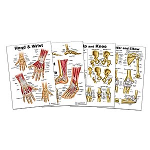 Foot and Ankle, Hand and Wrist, Shoulder and Elbow, Hip and Knee Anatomical Poster Set, size 12Wx17T