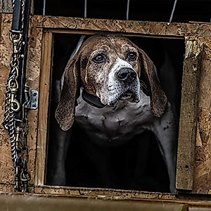 SportDOG Brand NoBark Rechargeable Bark Control Collar - Programmable, Waterproof Bark Collar