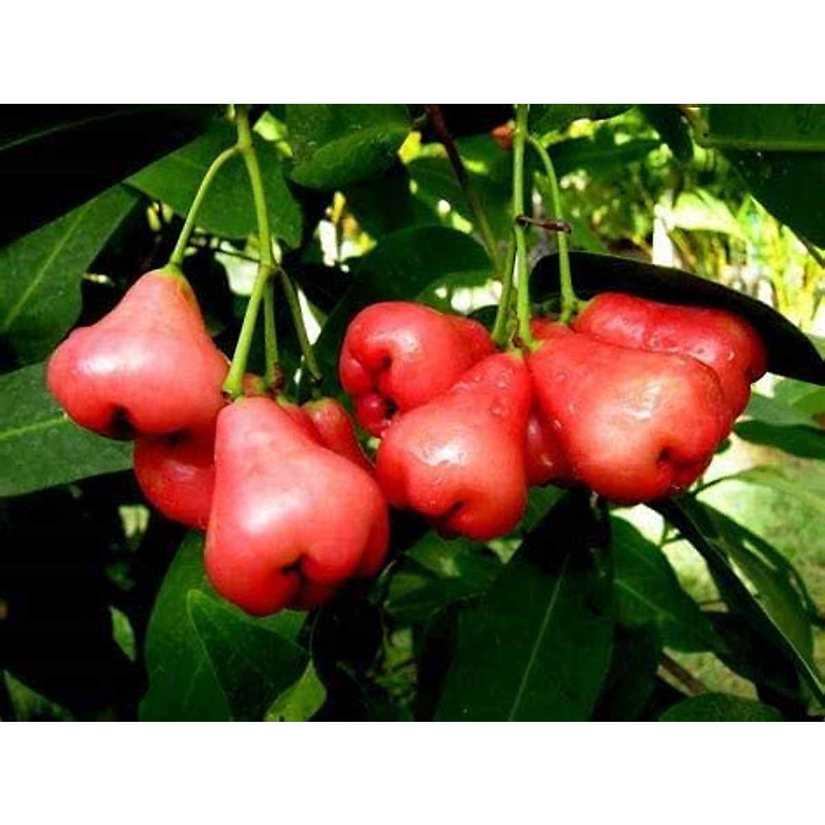 MITRAEE 100 Rose Apple Fruit Seeds