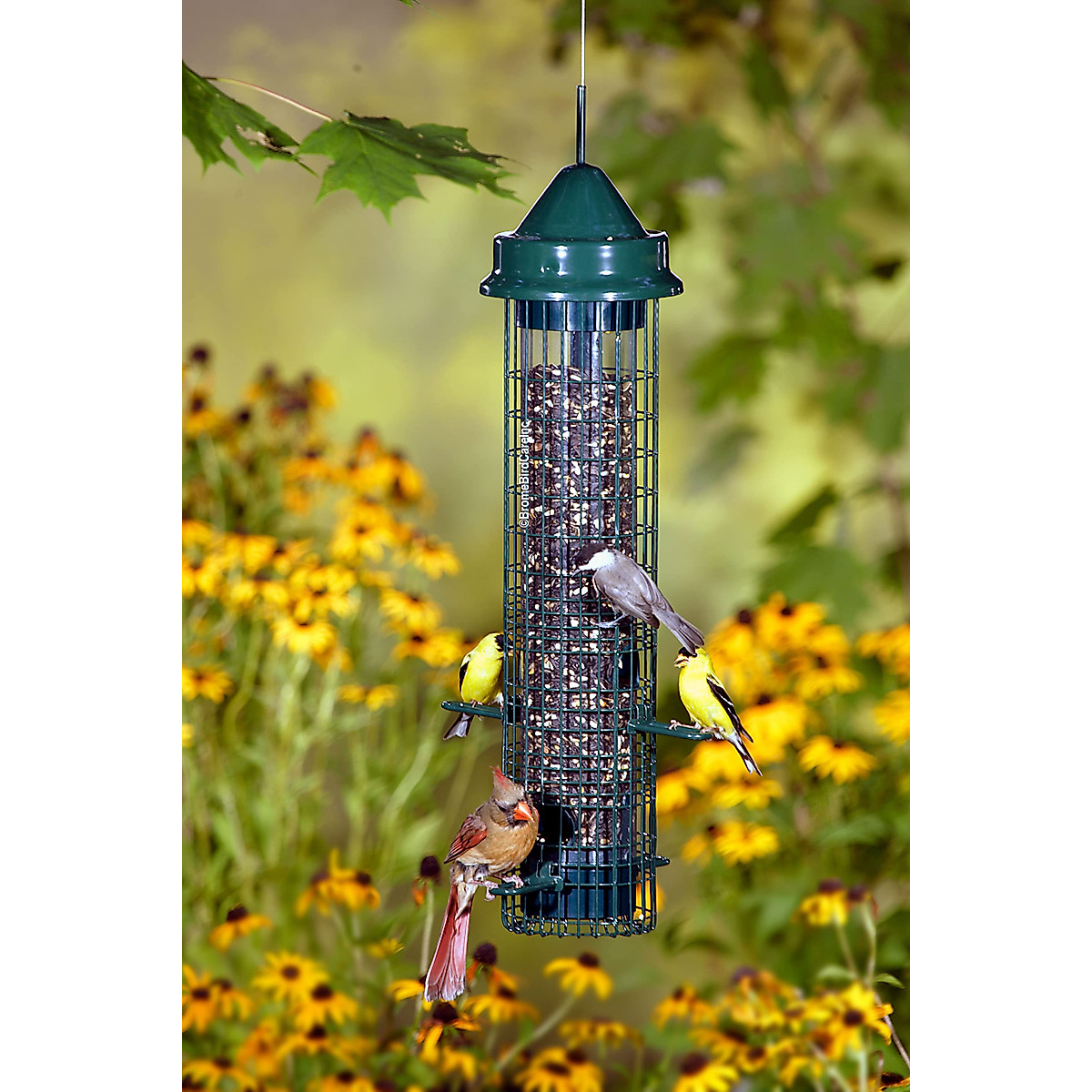 Squirrel Buster Classic Squirrel-proof Bird Feeder w/4 Feeding Ports, 2.4-pound Seed Capacity