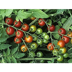 Super Sweet 100 Hybrid Tomato - Amazingly Sweet Long pendulous Clusters(25 - Seeds)