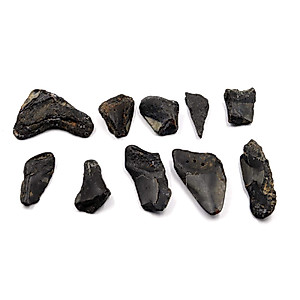 Megalodon Teeth Lot of 10 Shards Fossils w/10 info Cards Shark #15665 32o