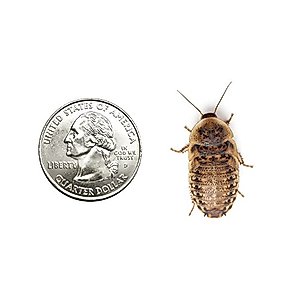 100 Live Mixed Size (Sm & Md) Dubia Roaches | Live Arrival is Guaranteed | Shipped in Cloth Bags