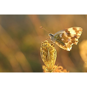 Tamron AFF004N700 SP 90MM F/2.8 DI MACRO 1:1 VC USD For Nikon 90mm IS Macro Lens for Nikon (FX) Cameras - Fixed