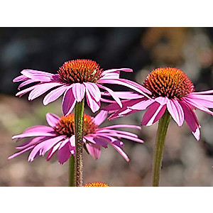 Sow Right Seeds - Purple Coneflower/Echinacea Flower Seeds for Planting - Non-GMO Heirloom Seed - Full Instructions to Plant an Herbal Tea Garden - Great Gardening Gift (1)…