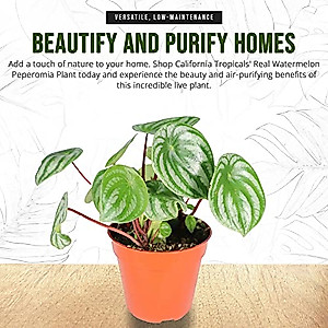 California Tropicals Watermelon Peperomia Plant - 4'' Unique Mini Houseplant - Easy Live Potted Plant for Small Indoor Spaces, Air Purifying - Tiny Garden Gem, Tropical Office Decor