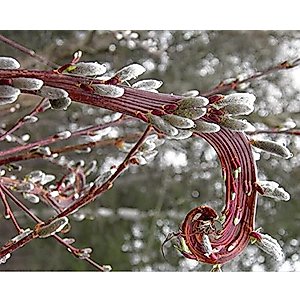 Rare Japanese Fantail Willow Cutting to Grow - Amazing Curling, Fasciated Stems