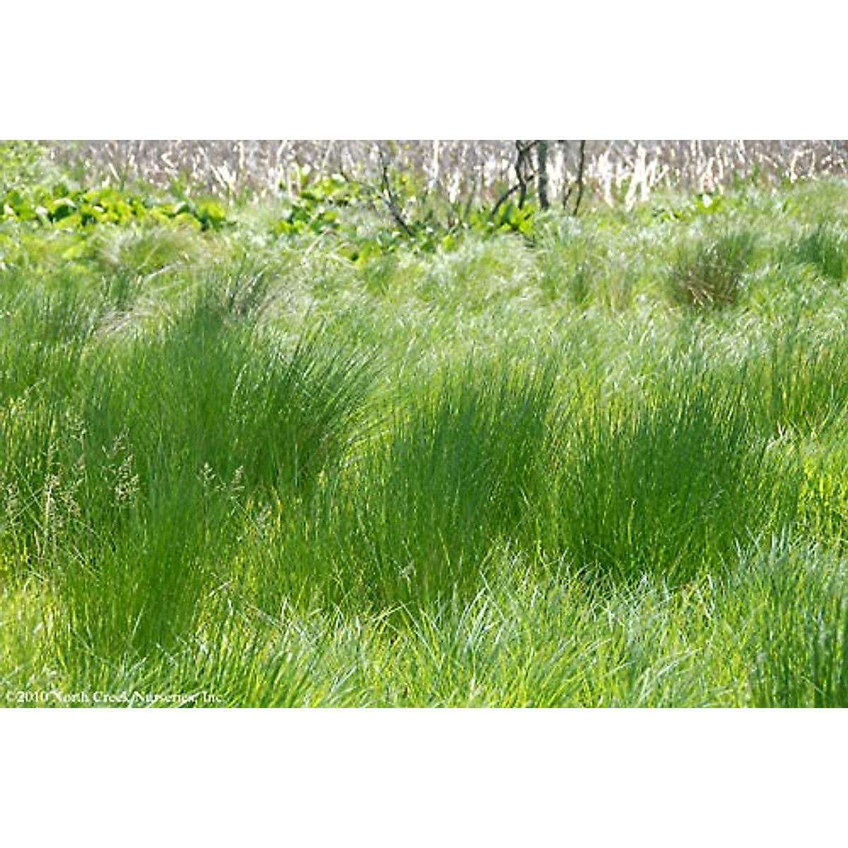 Perennial Farm Marketplace (Common Soft Rush) Ornamental Grass, 1 Quart Juncus effusus, Rich Green Foliage