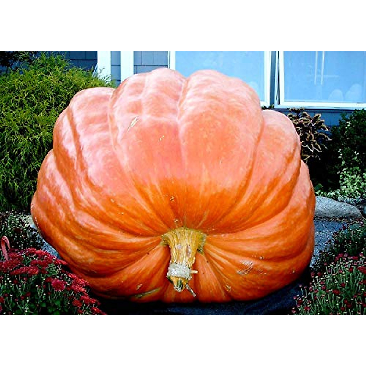Giant Pumpkin Titan 10 Seeds for Planting Large Oversized Squash Gourd Non-GMO