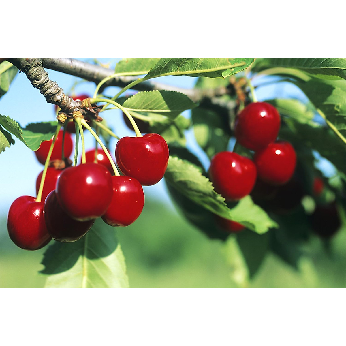 710+ Dwarf Fruit Seeds for Planting (Individually Packaged) Cherries 10pcs White Strawberry 200pcs Red Strawberry 200pcs Raspberry 200pcs Elderberry 100pcs