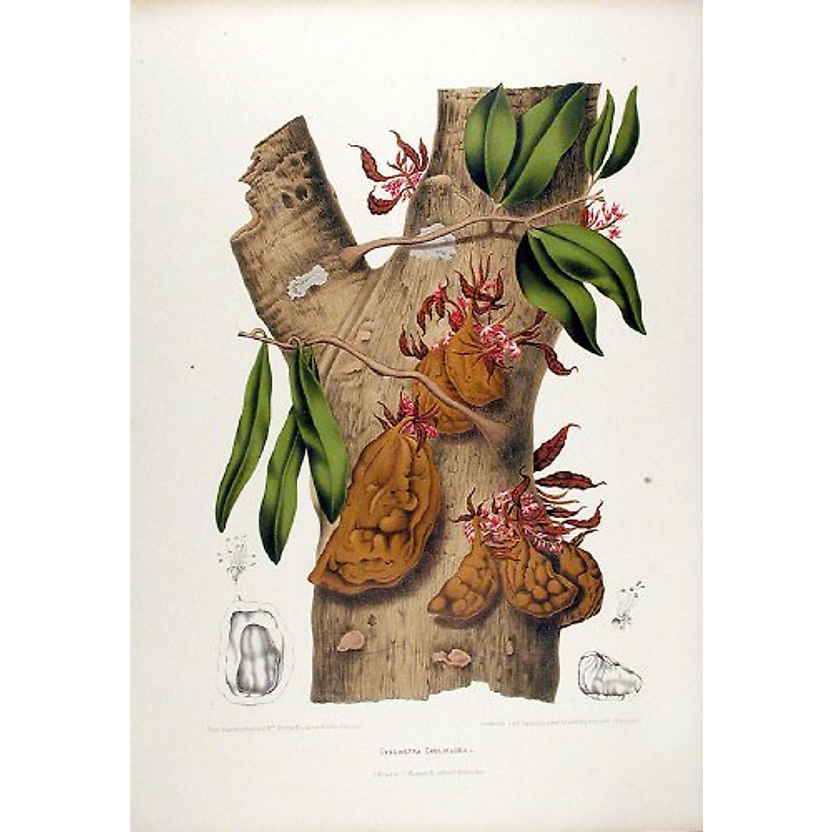 Cynometra Cauliflora [Nam Nam]