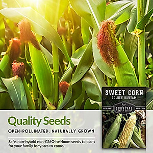 Golden Bantam Sweet Corn Seed for Planting - 1 Pack with Instructions for Growing - Grow Yellow Corn Outdoors in The Vegetable Garden - Untreated Non-GMO Heirloom Sweetcorn - Survival Garden Seeds