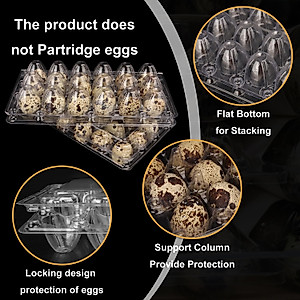 110 Pack Quail Egg Cartons, Clear Plastic Quail Egg Trays, Holds up to 18 Quail Eggs Securely - Your Ultimate Small Eggs Carton Holders for Bulk Storage and Display by KUKLIPJIM
