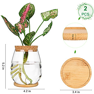 onepeng Propagation Stations, 2 Pcs Glass Planters with Wooden Tray & Lid, 5.2x4.2 inches, for Hydroponic Plants, Home Decor, Gardening Gifts for Women