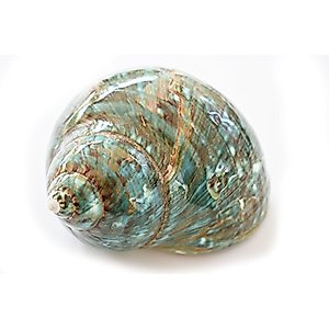 Extra Large Polished Jade Turbo (3" - 3 1/2") 1 1/2" Opening Beach Crafts Nautical Decor Large Hermit Crabs - Florida Shells and Gifts
