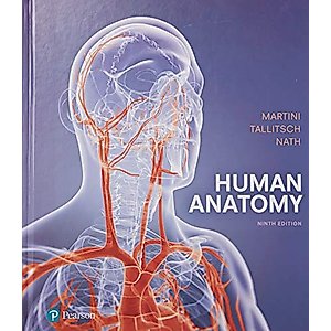 Human Anatomy