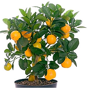 zcbang Bonsai Orange Tree Seeds 20+ Seeds Grow a Delicious Fruit Bearing Bonsai Tree