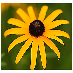 Big Pack - (100,000+) Black Eyed Susan Flower Seeds - Self Reseeds Rudbeckia hirta - Perfect Golden Cut Flowers - Flower Seeds by MySeeds.Co (Big Pack - Black Eyed Susan)