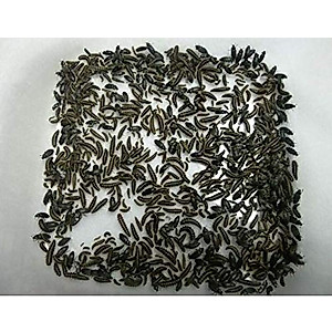 Walks Again Taxidermy Dermestid Beetles (750+)