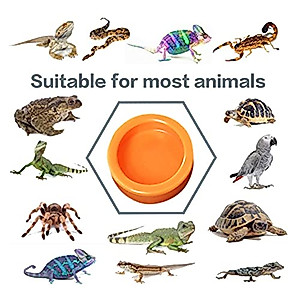 2PCS Reptile Food Dish Bowl Worm Water Dish Lizard Gecko Ceramic Pet Bowls, Mealworms Bowls Anti-Escape Mini Superworm Feeder Set with Long Tweezers Feeding Tools and Cleaning Tools