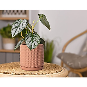 D'vine Dev 6 Inch Terracotta Beaded Planter Pot - Flower Pot with Drainage Hole and Saucer for Indoor Succulent Plants or Flowers, Terracotta, 27-C-X-7