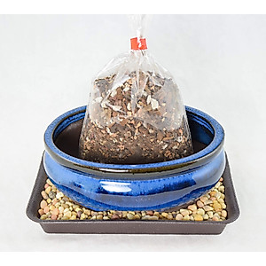 6" Oval Dark Blue Glazed Bonsai/Succulent Pot + Soil + Tray + Rock + Mesh Kit
