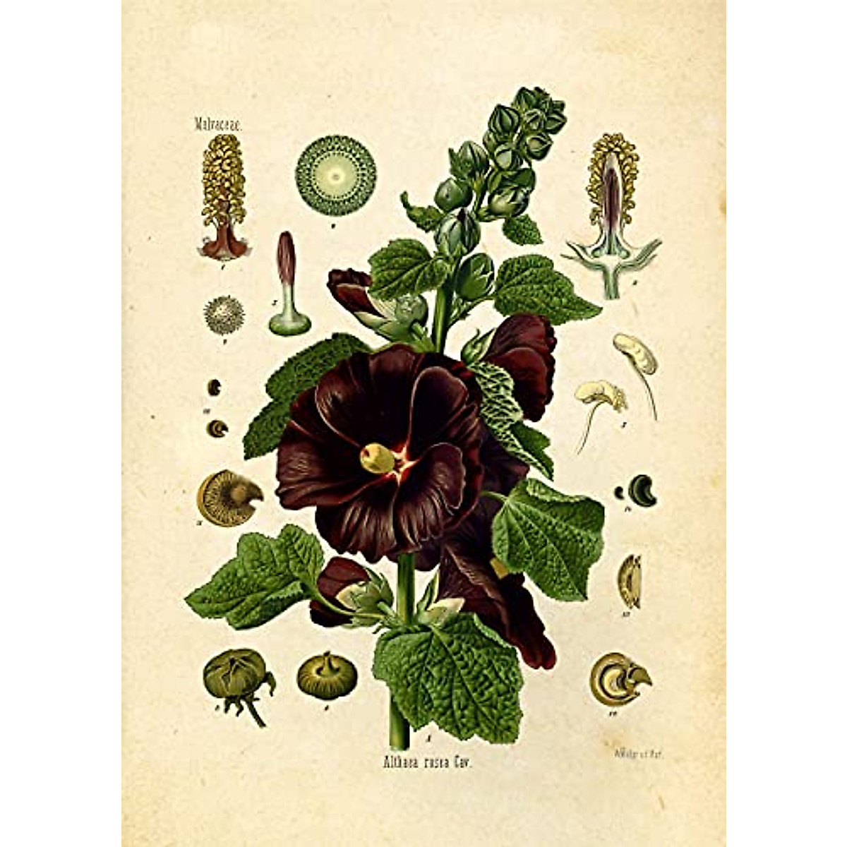 Vintage Botanical Prints | Wildflower Art Prints | Floral Wall Art | Set of 9 5x7 Unframed