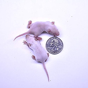 MiceDirect Frozen Mice Combo Pack of 100 Small Fuzzie & Fuzzie Feeder Mice – 50 Small Fuzzies & 50 Fuzzies - Food for Corn Snakes, Ball Pythons, & Pet Reptiles - Snake Feed Supplies