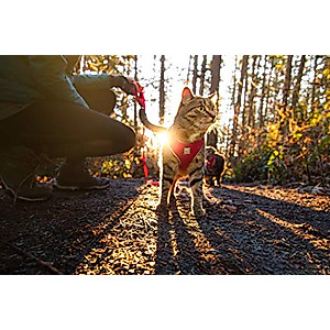 RC Pet Products Adventure Kitty Harness, Cat Walking Harness, Medium, Teal (53804015)