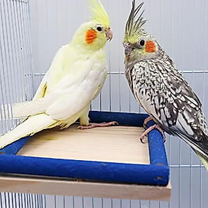 Bird Wooden Perch Stand, Bird Feeder Toy, Natural Wooden Bird Cage Accessories, Paw Grinding Standing Perch with Rough Quartz Sand Surface for Parrot, Parakeet, Budgies, Cockatiel, Rats(Blue)