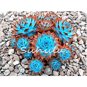 200 pcs Hens And Chicks Succulent Mix Seeds (Sempervivum Hybridum) Bonsai Plant