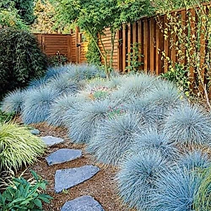 CHUXAY GARDEN Festuca Glauca-Blue Fescue Grass 50 Seeds All Season Ornamental Grass Seed