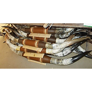 XXL Mounted Steer Cow Bull Texas Long Horns (One Set Only) Longhorn 5' 5" to 5' 11"