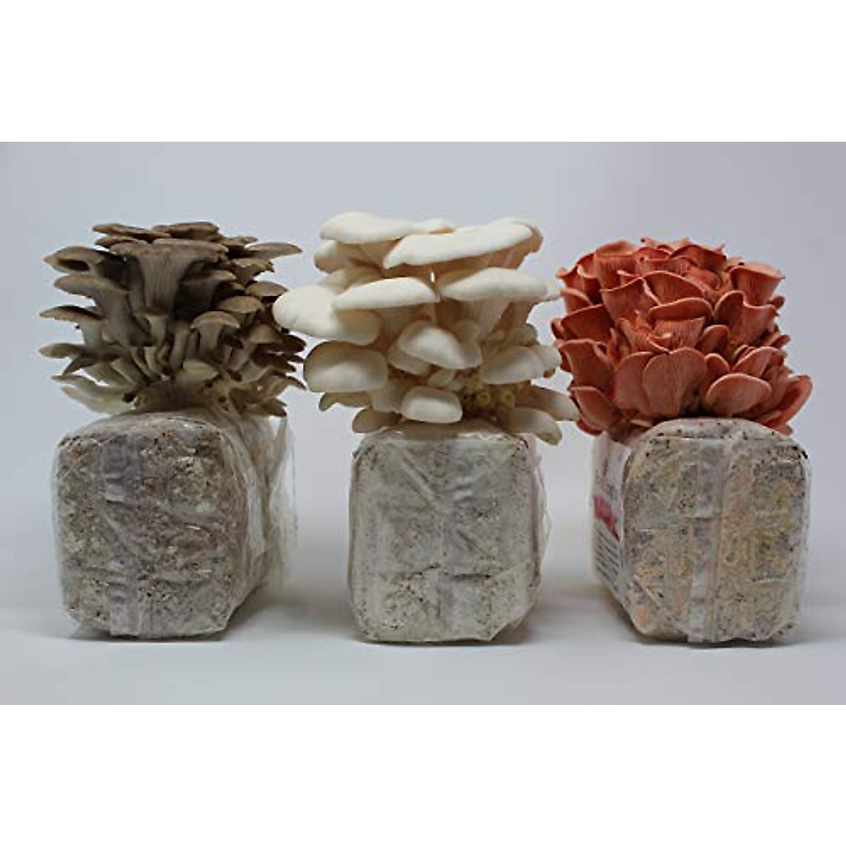 Forest Origins Specialty Trio Oyster Mushroom Grow Kit 3-Pack Variety - Beginner Friendly & Easy to Use, Grows in 10 Days | Handmade in California, USA | Top Gardening Gift, Holiday Gift & Unique Gift