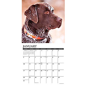 Just Chocolate Labs 2021 Wall Calendar (Dog Breed Calendar)