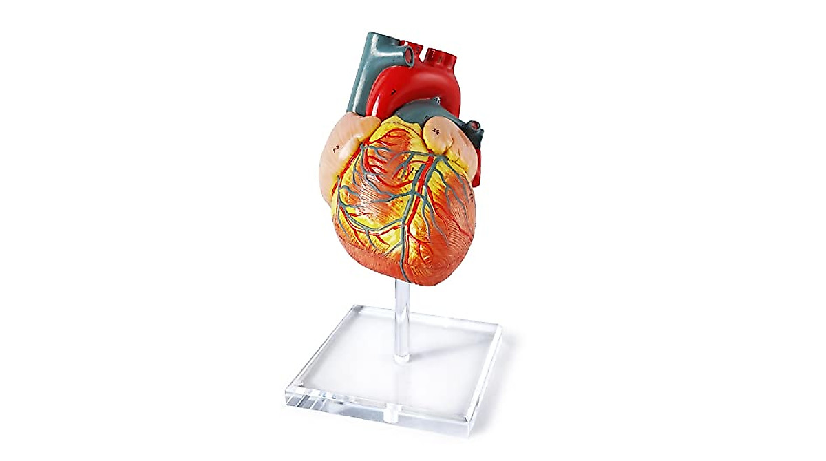 Human Heart Model for Anatomy - 2-Part Life Size Cardiac Tool