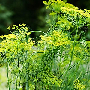 "Mammoth Long Island" Dill Seeds for Planting, 1500+ Seeds Per Packet, (Isla's Garden Seeds), Non GMO & Heirloom Seeds, Botanical Name: Anethum graveolens, Great Herb Garden Gift