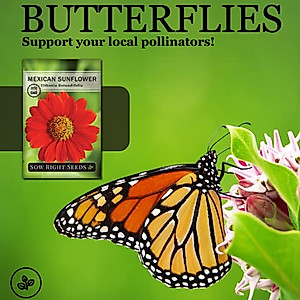 Sow Right Seeds - Mexican Sunflower Seed for Planting- Full Packet with Instructions, Beautiful Non-GMO Heirloom Flower to Plant, Wonderful Gardening Gift (1 Packet)