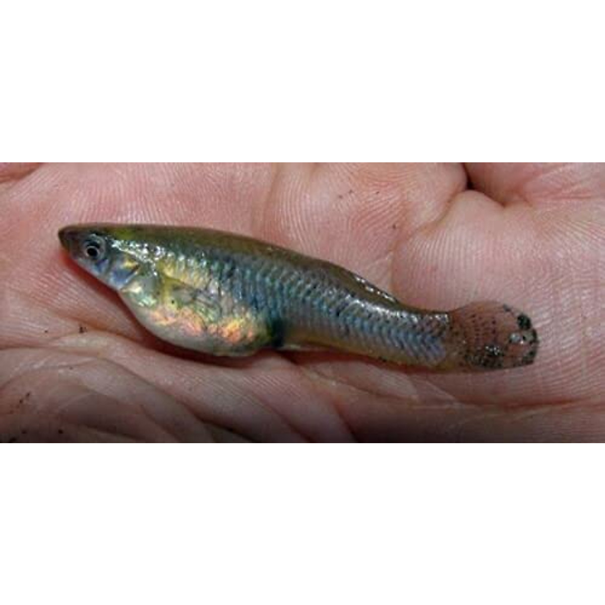 100+ Live Mosquito Fish (Koi Pond) Aquarium Feeder Fish with Hornwort Plant