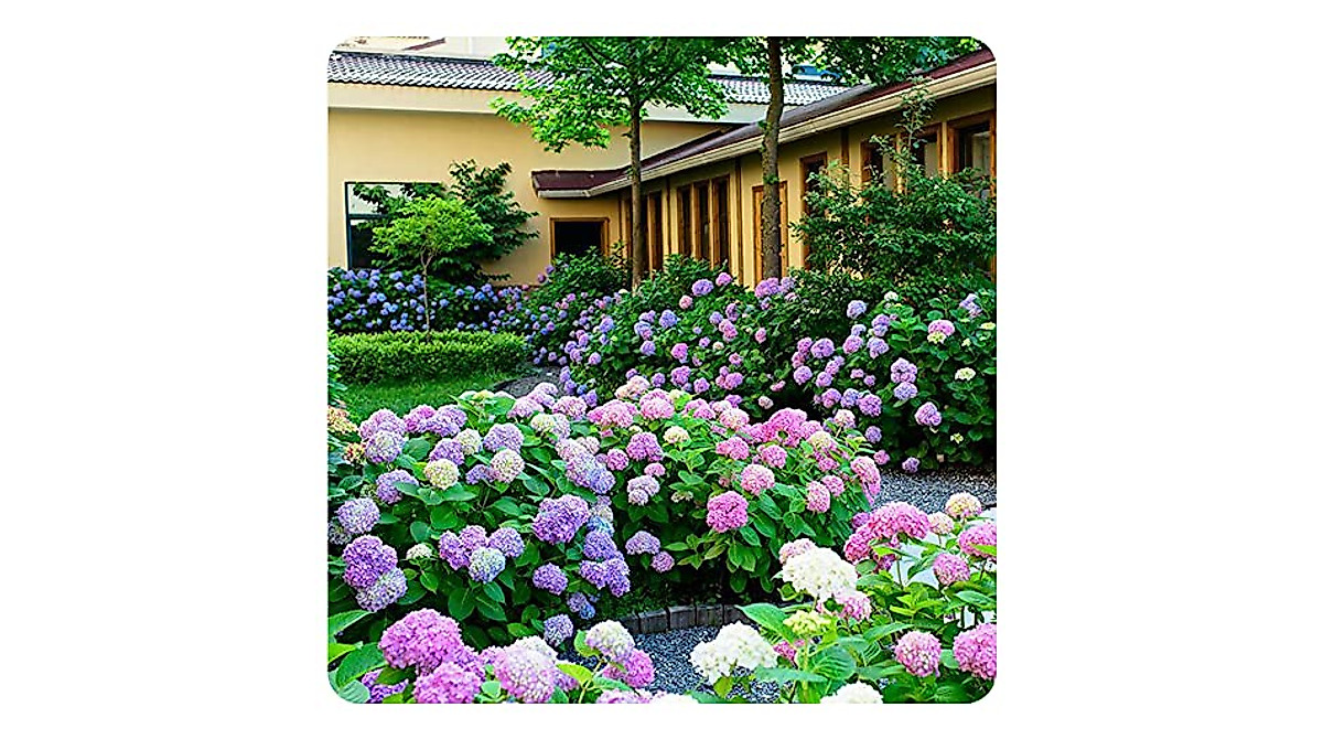Buy Mixed Hydrangea Seeds - Colorful Non-GMO Blooms